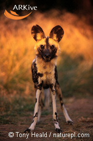 African Wild Dog (in Clipart)